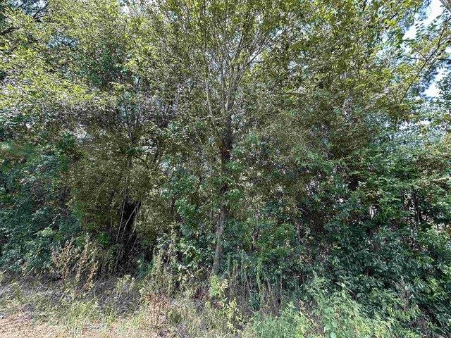 Oleander Lot 2, Lumberton, TX 77657