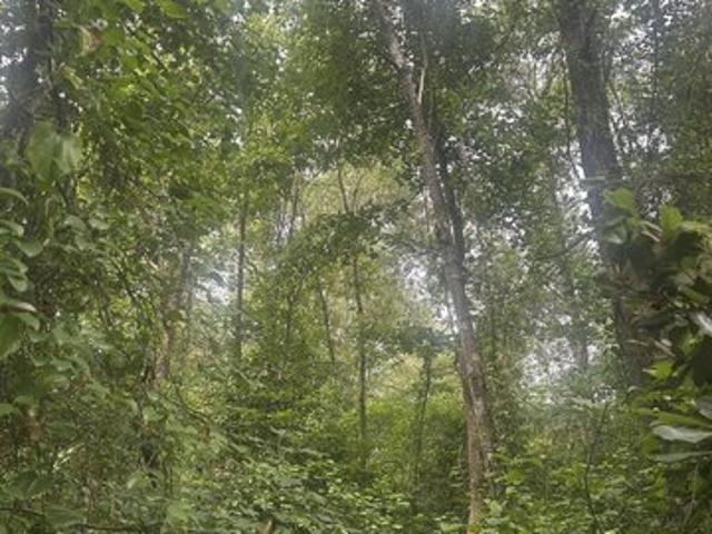 Oliver Carlton Rd, Warsaw, NC 28398