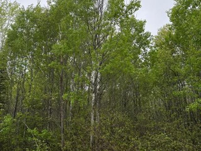 On Burrows Lake Rd Lot 10, Tomahawk, WI 54487