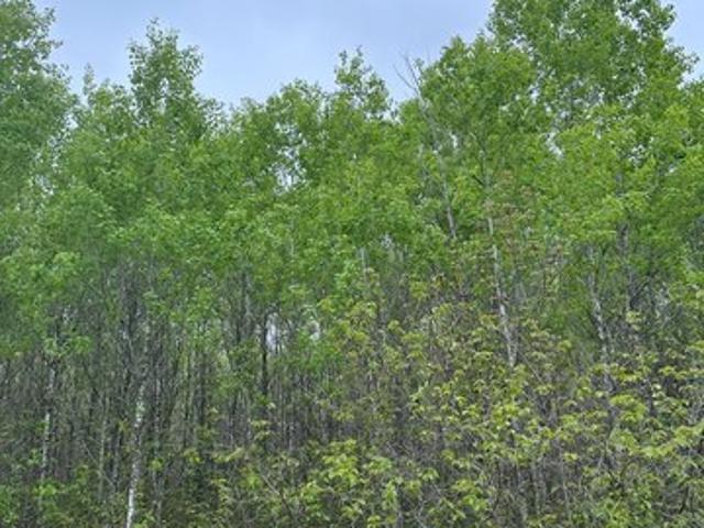 On Burrows Lake Rd Lot 8, Tomahawk, WI 54487