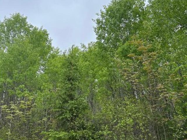 On Burrows Lake Rd Lot 9, Tomahawk, WI 54487