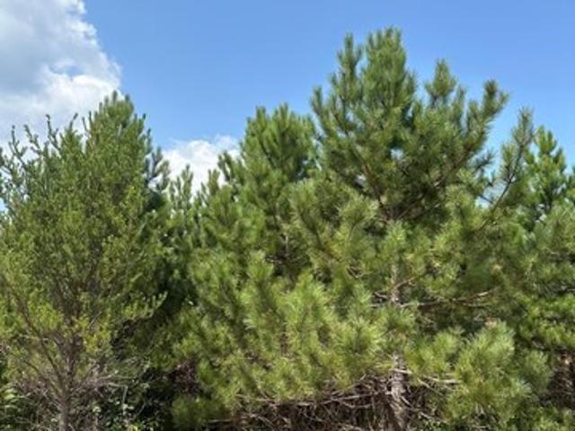 On Cth Y Lot 10, Tomahawk, WI 54487