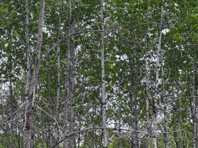 On Kelly Fire Ln Lot 4, Tomahawk, WI 54487