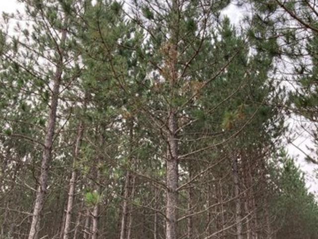 On Kjar Rd, Tomahawk, WI 54487