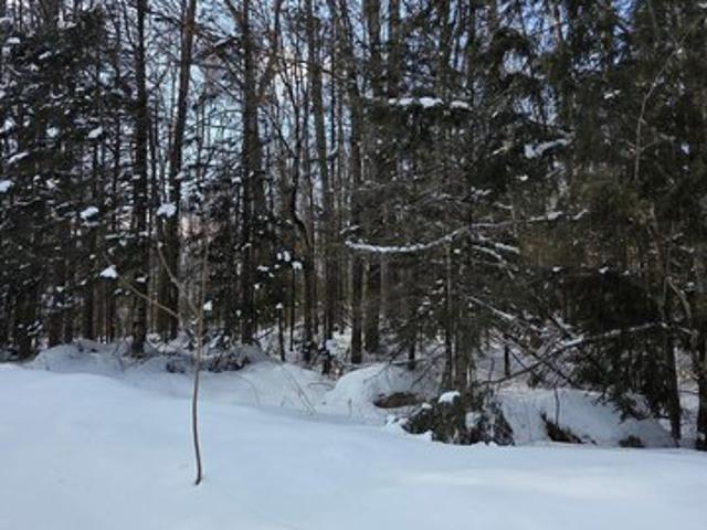 On Northwoods Ln Lot 2, Elcho, WI 54428