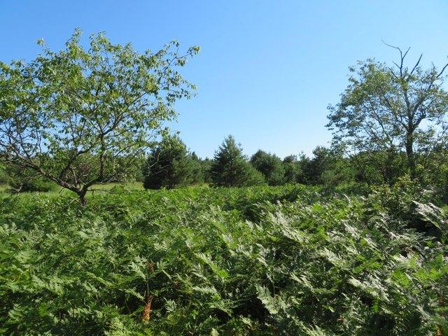 On Royalwood Ln, Rhinelander, WI 54501