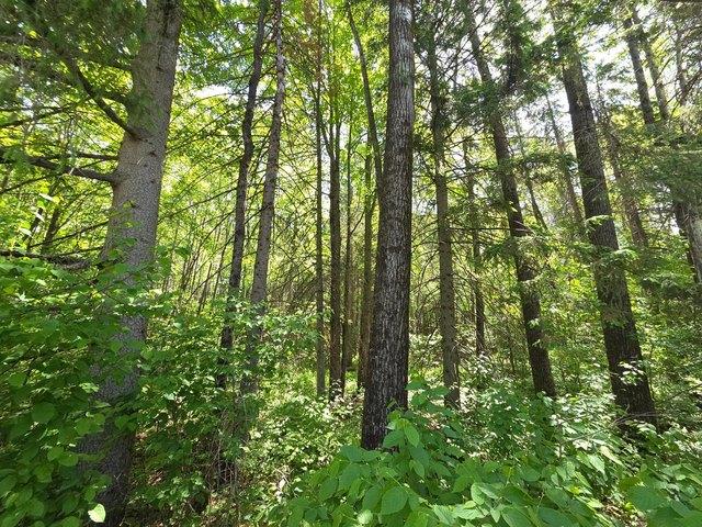 On Solberg Lake Rd E Lot 6, Phillips, WI 54555