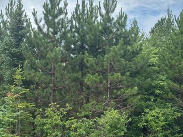 On Spring Creek Rd W Unit 1081, Rhinelander, WI 54501