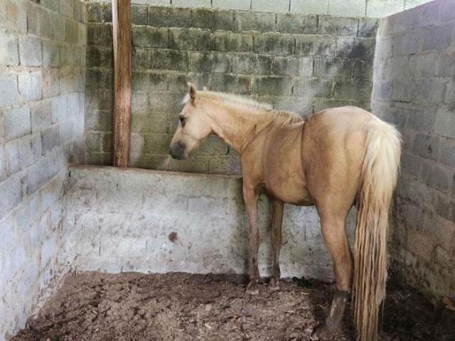 Oportunidade chacara em joanopolis sp com lago de peixe e baia de cavalo
