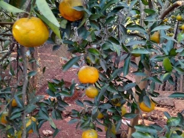 OPORTUNIDADE EXCLUSIVA | CHÁCARA À VENDA EM FOZ DO IGUAÇU/PR