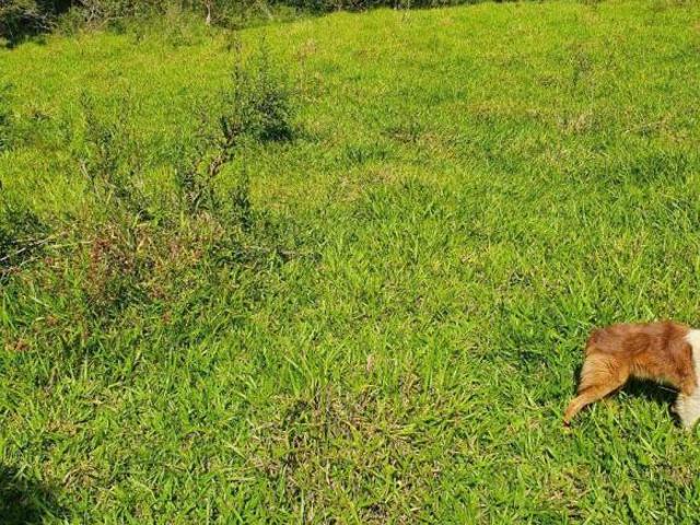 OPORTUNIDADE: FAZENDA BEIRA RIO EM PATROCÍNIO 60 HEC