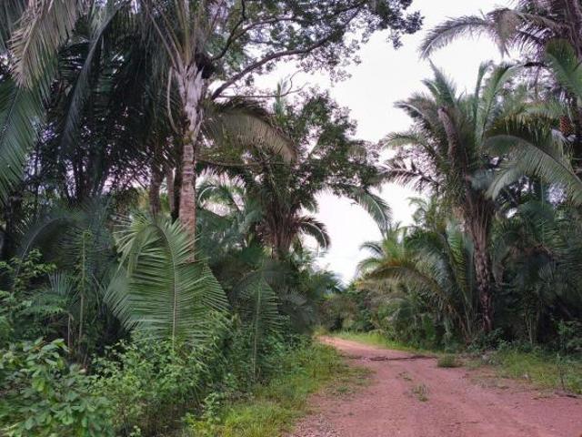 OPORTUNIDADE, FAZENDA PARA PECUÁRIA OU LOTEAMENTO DE CHÁCARAS, EXCELENTE PREÇO!