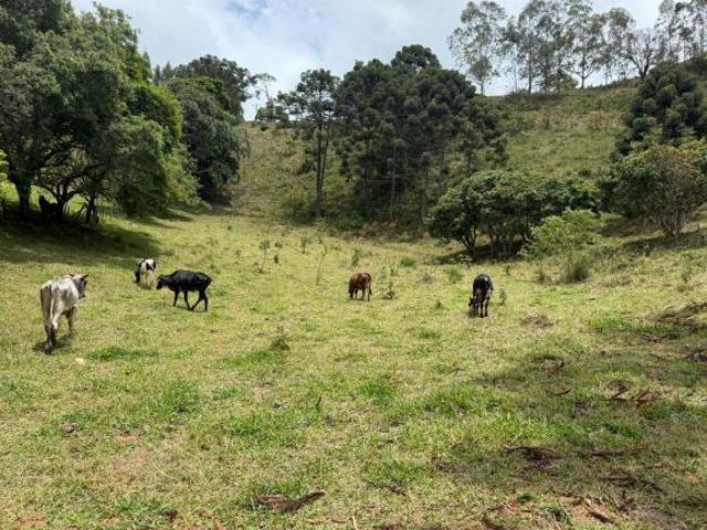 oportunidade sitio 22 mil mts em joanopolis sp valor 230 mil
