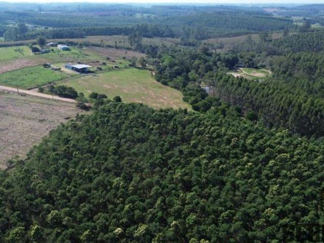 OPORTUNIDADE PARA INVESTIMENTO: 30 HA COM 12 HA DE MATO DE ACACIA E EUCALIPTO 4 KM DA BR 386