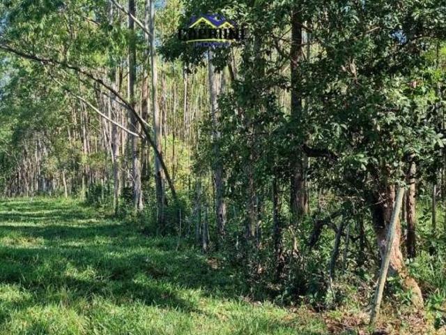 Oportunidade Rural: 6 Hectares com Eucalipto Pronto para Exploração em Passa Tempo