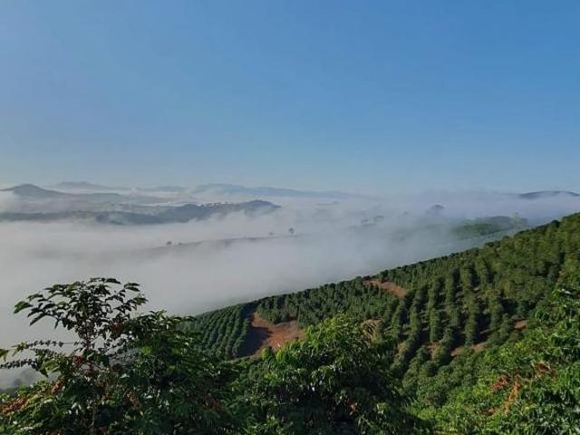 Oportunidade Única PORTEIRA FECHADA! Fazenda de Café com Torrefação em São Lourenço