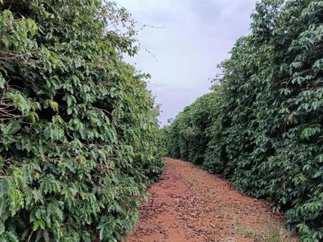 OPORTUNIDADE VENDO FAZENDA FORMADA EM CAFÉ REGIÃO DE MACHADO Mg 6236