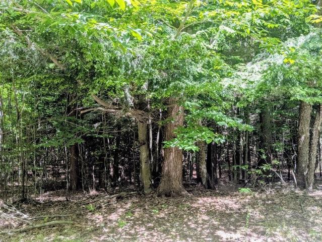 Opal Ridge Drive # 68