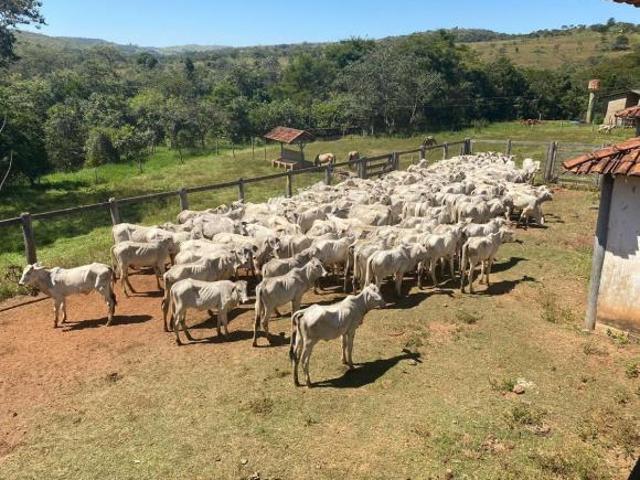 ÓTIMA FAZENDA COCALZINHO GO