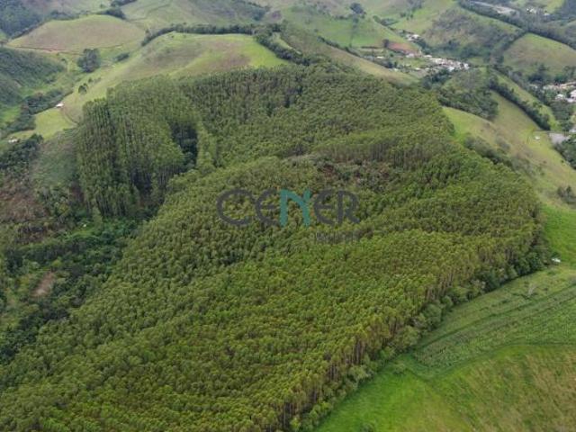 Ótima fazendinha de 50 ha com 28 ha de eucalipto