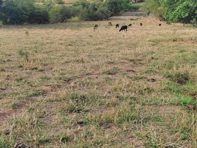 ÓTIMO TERRENO DE 5 HECTARES C/ NASCENTE PRÓPRIA, ÁGUA CORRENTE E LAGOA À VENDA EM PIRACEMA/MG