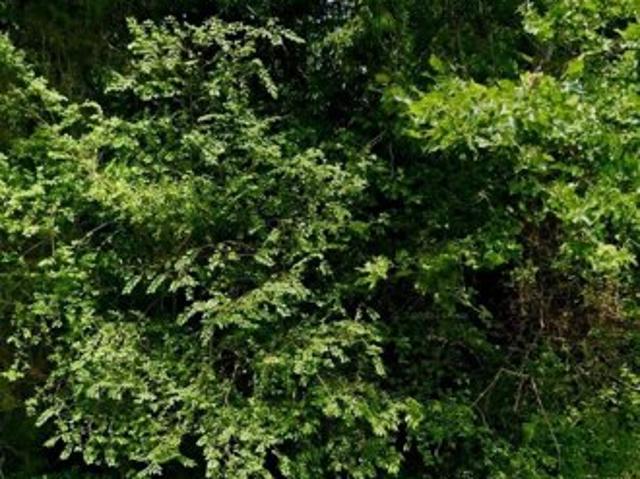 Oxford Ln Lot,king William, Plot For Sale