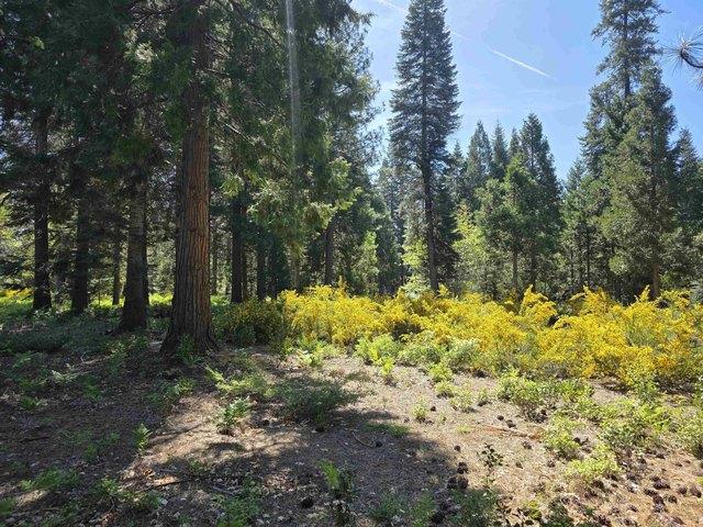 Panther Mdw Lot 80, McCloud, CA 96057