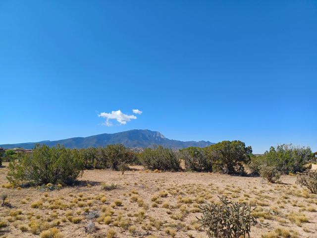 Palomino Road