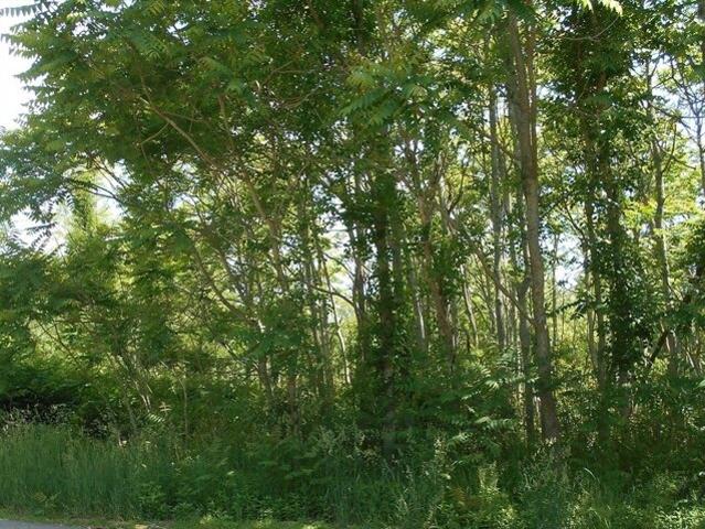 Papermill Rd, Wareham, Plot For Sale