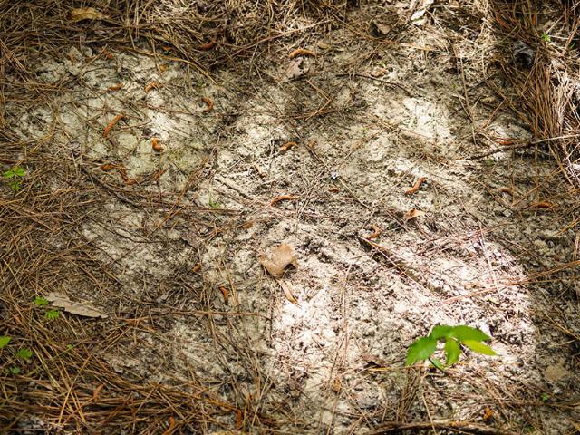 Payneville Road, Livingston, AL 35470