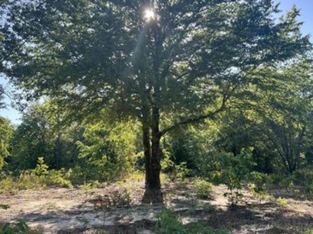 Pearl Bonnet Rd, Windsor, SC 29856