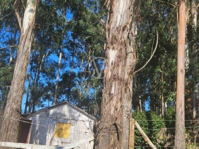 PERMUTA POR APARTAMENTO Chácara 6.2400 m² no Rincão das Flores