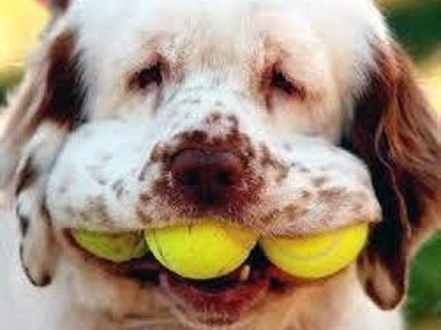 PET FRIENDLY APARTMENTS IN EAST MONTGOMERY!