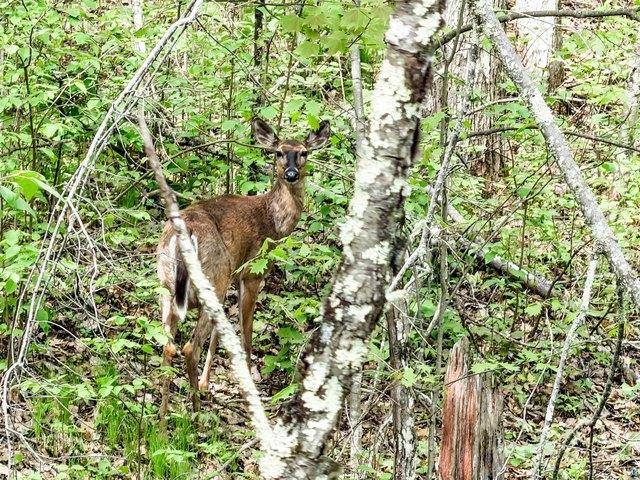 Peterson Rd Lot 1, Wascott, WI 54859