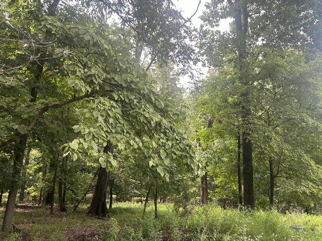 Pheasant Pl, Afton, OK 74331