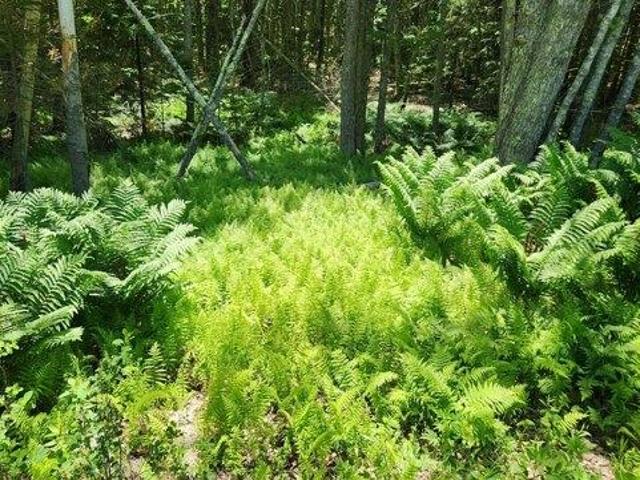 Phippsburg ME 04562 103620984