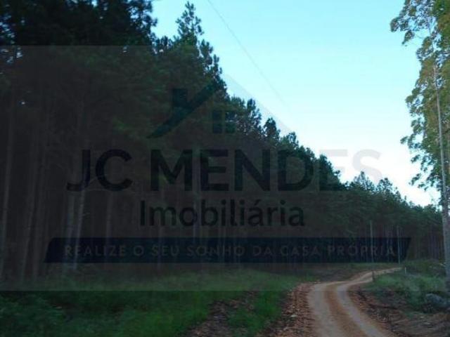 PINUS SEM TERRA