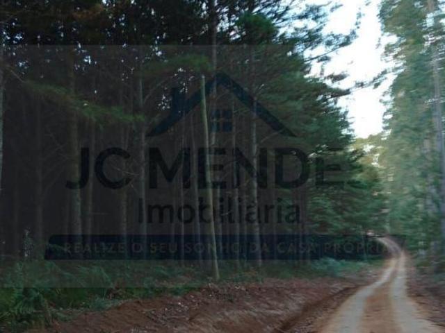 PINUS SEM TERRA