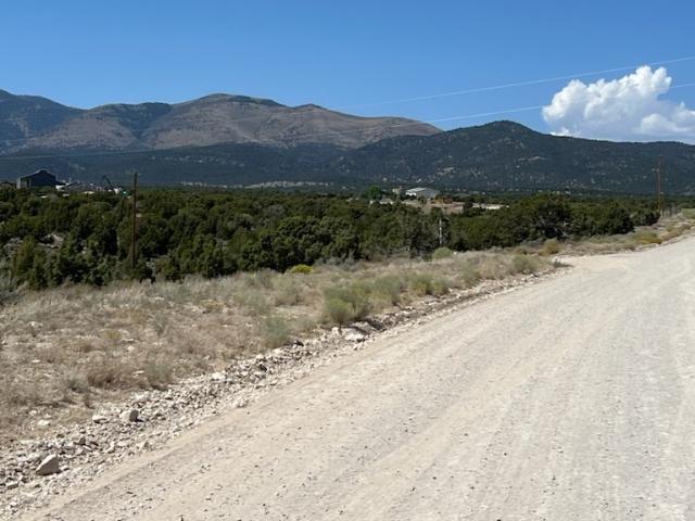Pinyon Pine
