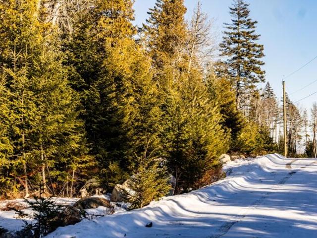 Pine Cone R Ln Lot,surry, Plot For Sale