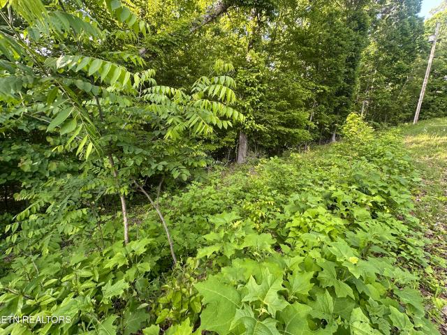 Pine Hollow Rd, Jacksboro, TN 37757