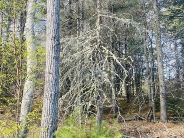 Pine Ledge Rd #,bangor, Plot For Sale
