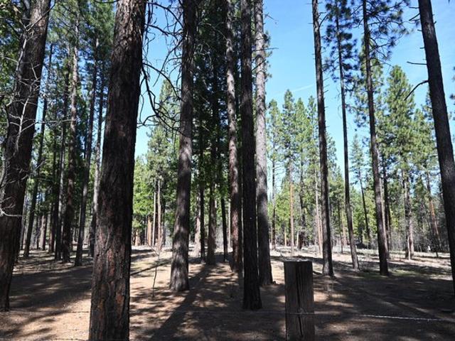 Pine Shadows Rd, McArthur, CA 96056