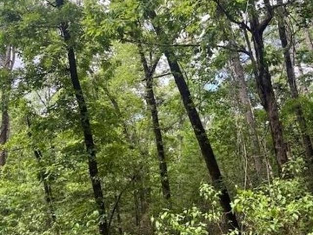 Pine Trl Lot 7, Etoile, TX 75944