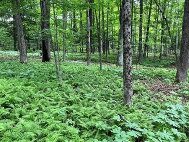 Pierce Rd, Stanwood, MI 49346