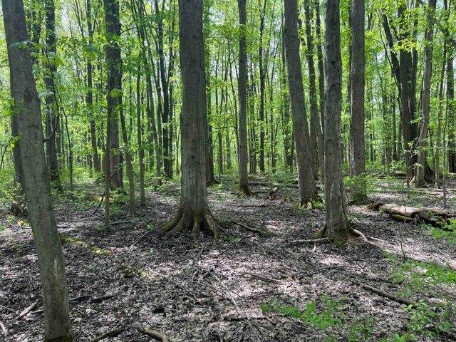 Pilgrimport Rd, Lyons, NY 14489