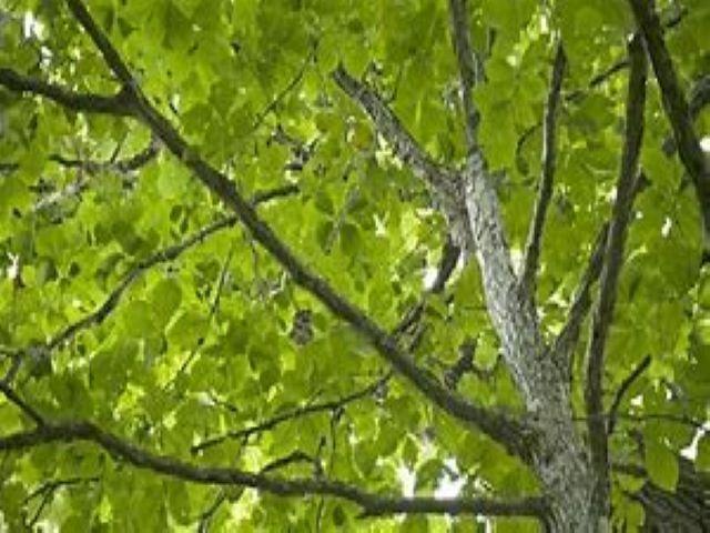Poneytail Trail # Unit 23 Horseshoe Meadows Lot: 23