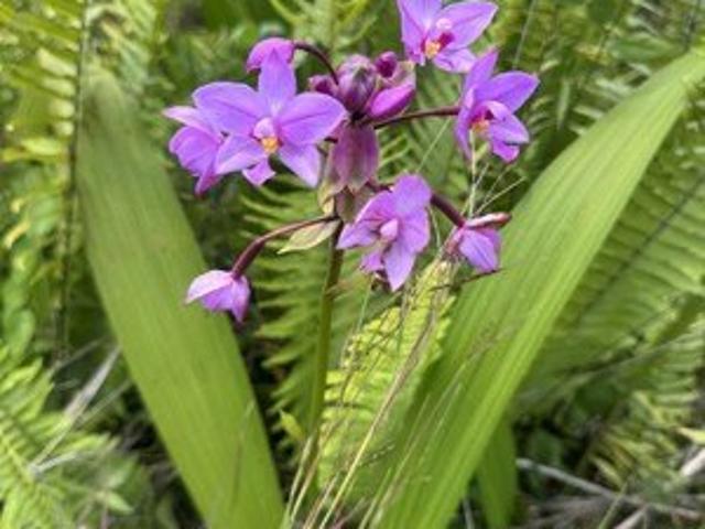 Pohakupele Loop, Pahoa, HI 96778