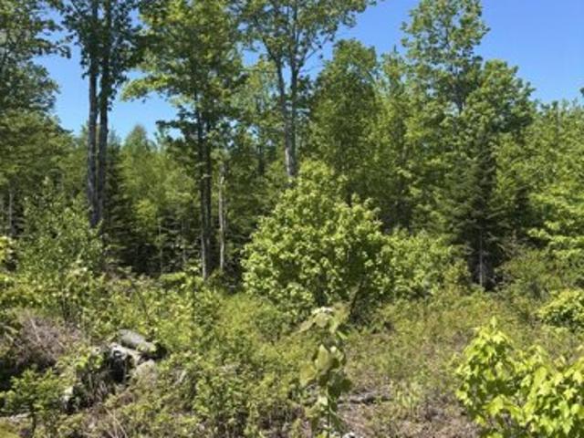 Poplar Ln, Hancock, Plot For Sale