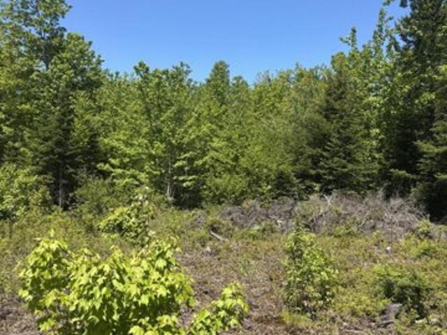 Poplar Ln, Hancock, Plot For Sale